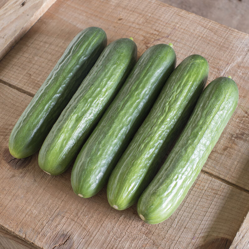 Cucumber Slicing Katrina 10 Non-GMO, Hybrid Seeds – David's Garden Seeds®