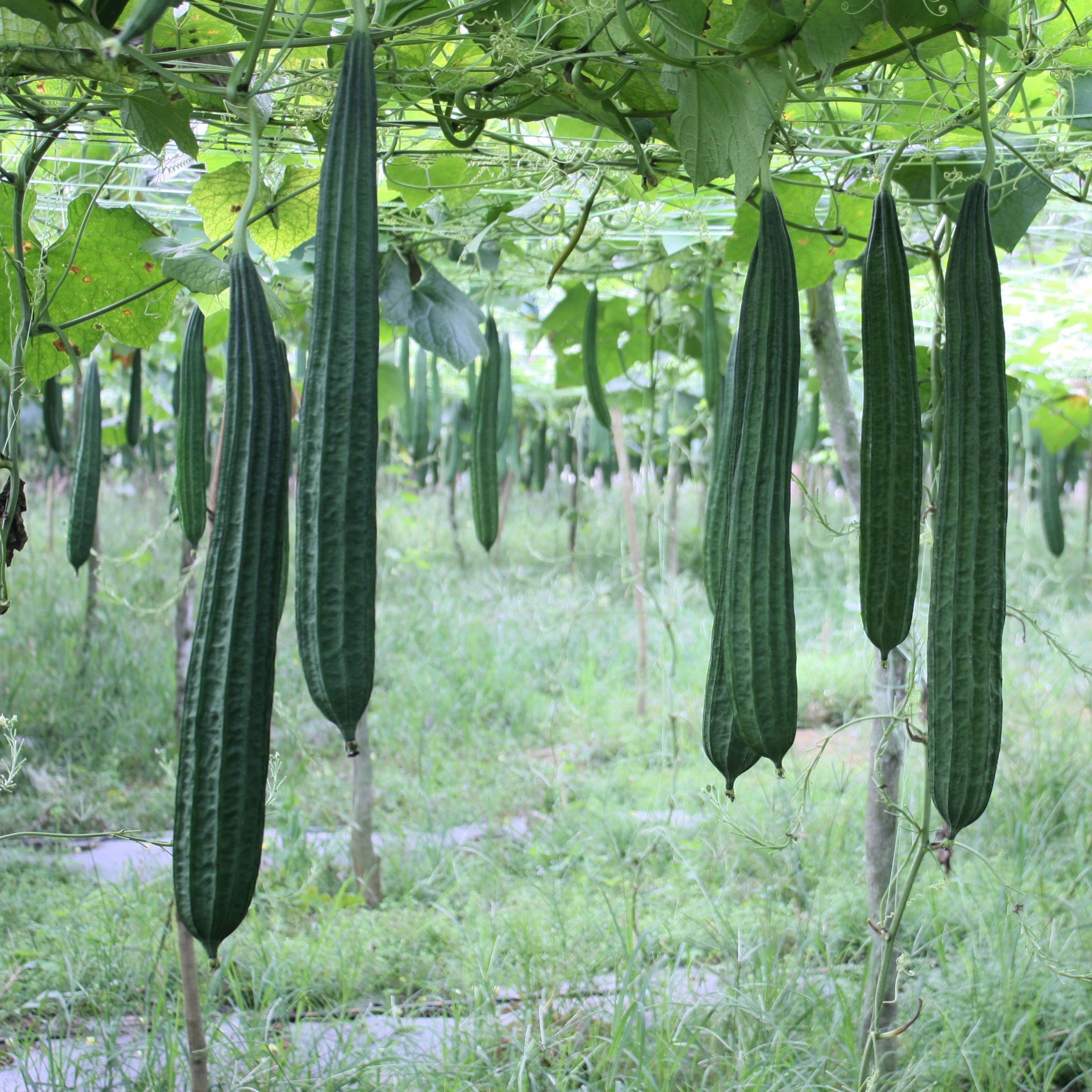 Two Kinds Of Luffa To Grow In Your Garden – David's Garden Seeds®