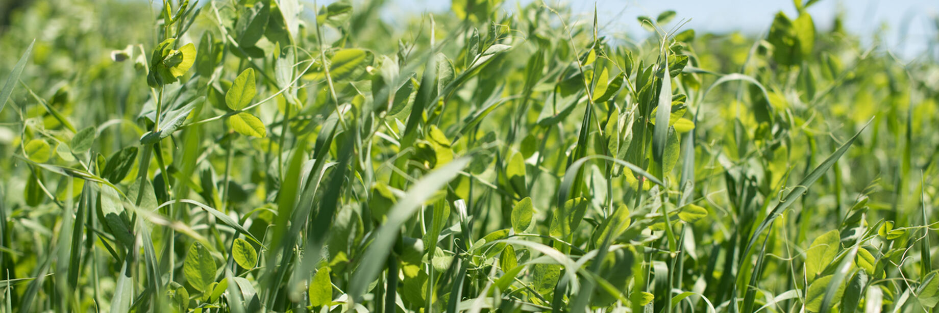 Crop Rotation Practices by David Schulze, Owner of David's Garden Seed ...