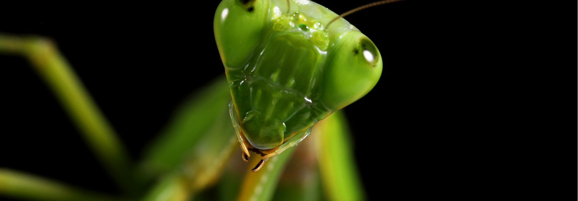 Praying Mantis – David's Garden Seeds®