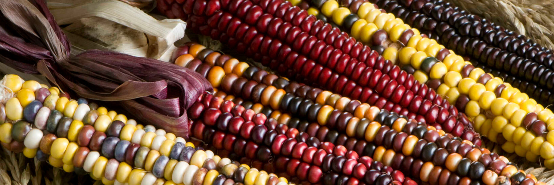 Corn Dent Seeds – David's Garden Seeds®