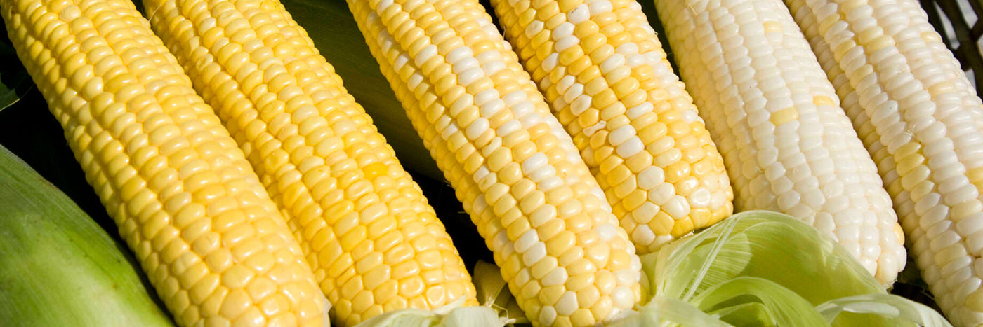 Corn Synergistic Seeds – David's Garden Seeds®