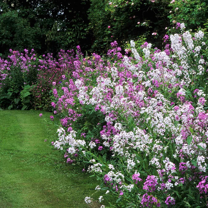 Flower Dame's Rocket Seeds – David's Garden Seeds®