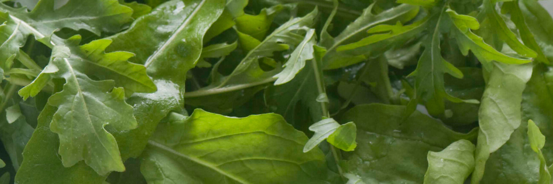Leafy Greens Arugula – David's Garden Seeds®