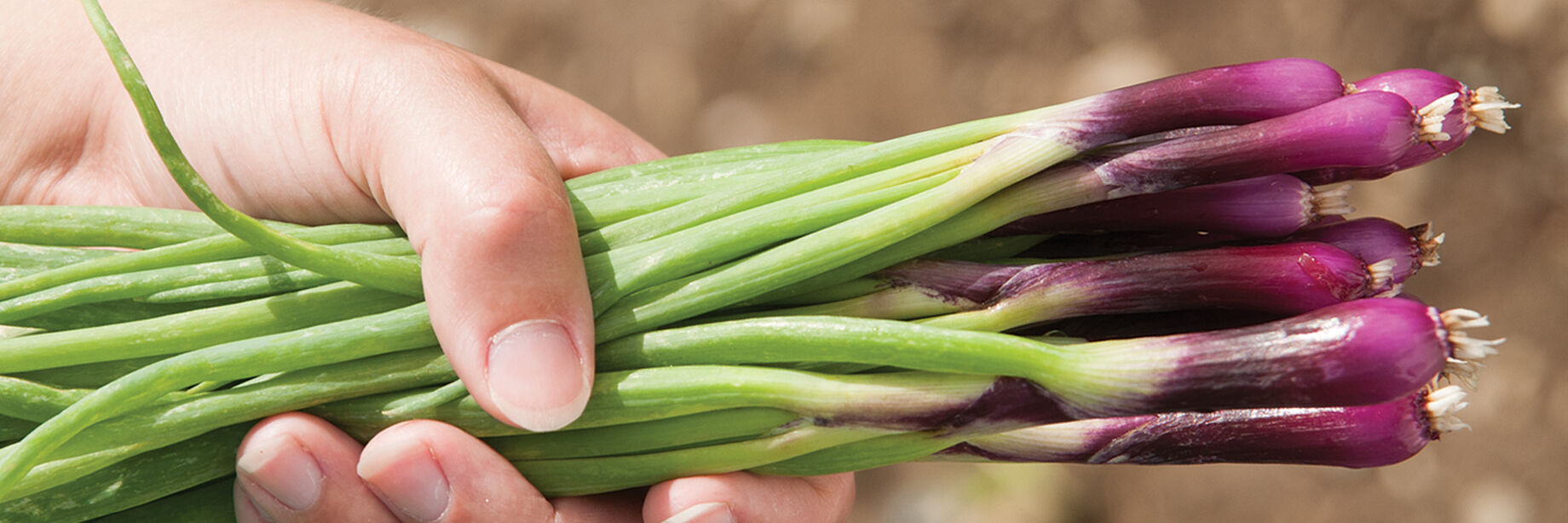 Onion Bunching or Scallion Seeds – David's Garden Seeds®