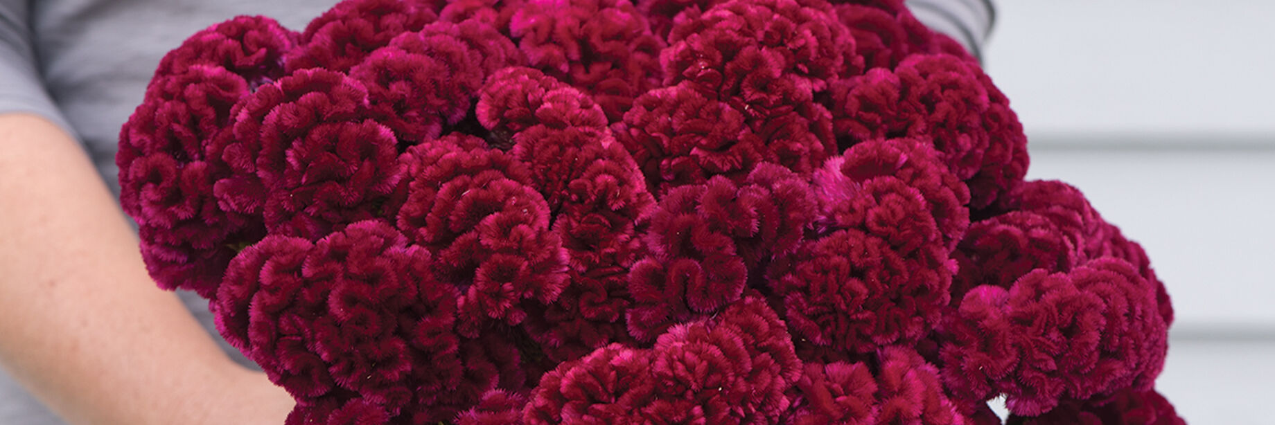 Flower Celosia Seeds – David's Garden Seeds®