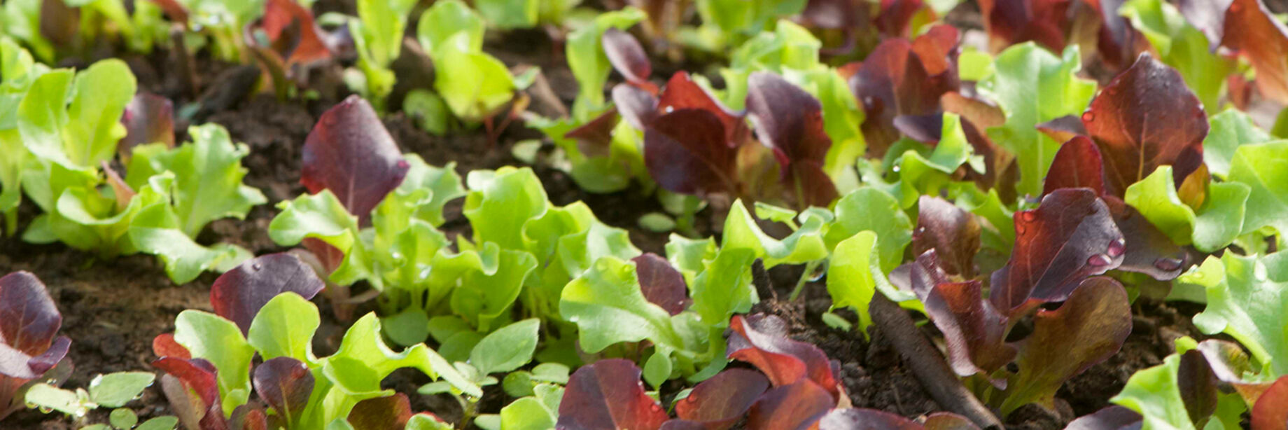 Lettuce Mix and Oakleaf Seeds – David's Garden Seeds®