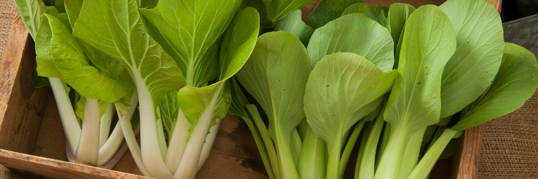 Leafy Greens Pac Choi Seeds – David's Garden Seeds®