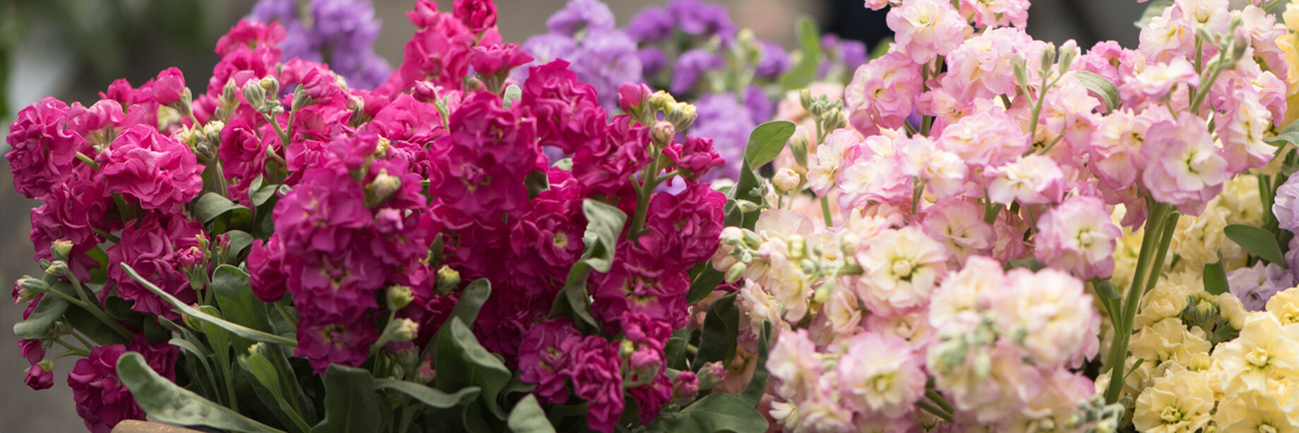 Flower Stock Seeds – David's Garden Seeds®