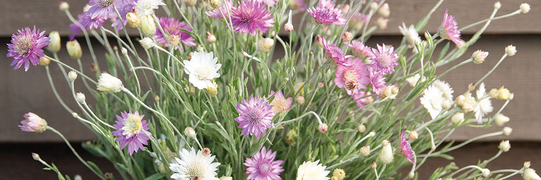 Flower Xeranthemum Seeds – David's Garden Seeds®