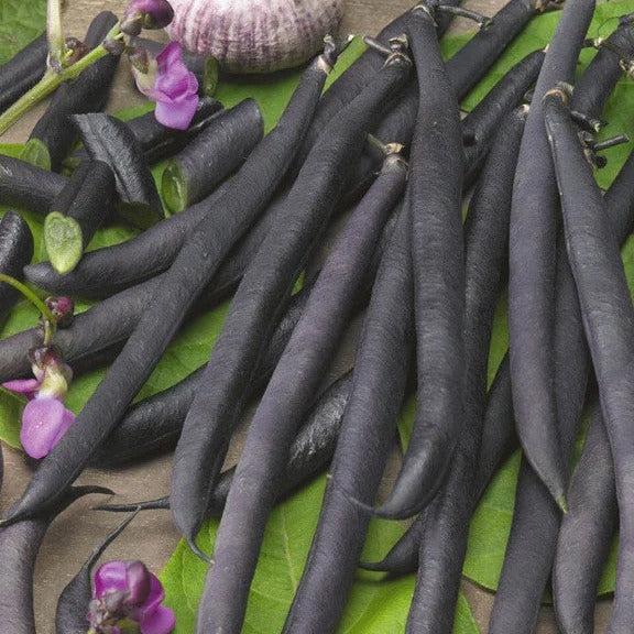 Bean Pole Purple Podded French Fillet (Purple) 50 Non-GMO, Heirloom Se ...