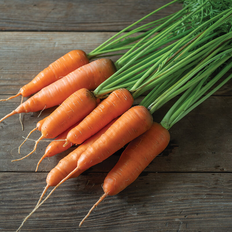 Carrot Kuroda Shin 200 Non-GMO, Hybrid Seeds – David's Garden Seeds®