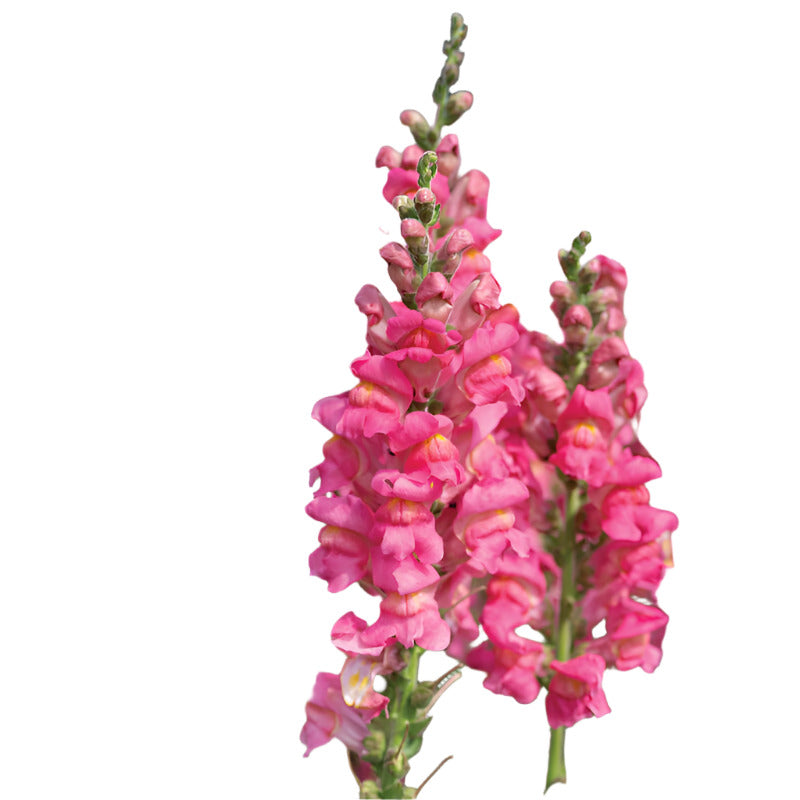 Flower Snapdragon Cannes Rose 50 Non-GMO, Hybrid Seeds – David's Garden ...