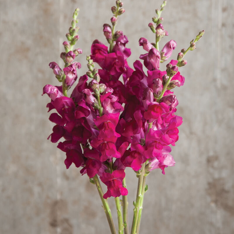 Flower Snapdragon Potomac Royal 50 Non-GMO, Hybrid Seeds – David's ...