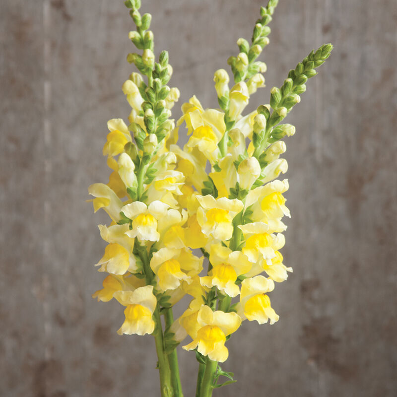 Flower Snapdragon Potomac Yellow 50 Non-GMO, Hybrid Seeds – David's ...