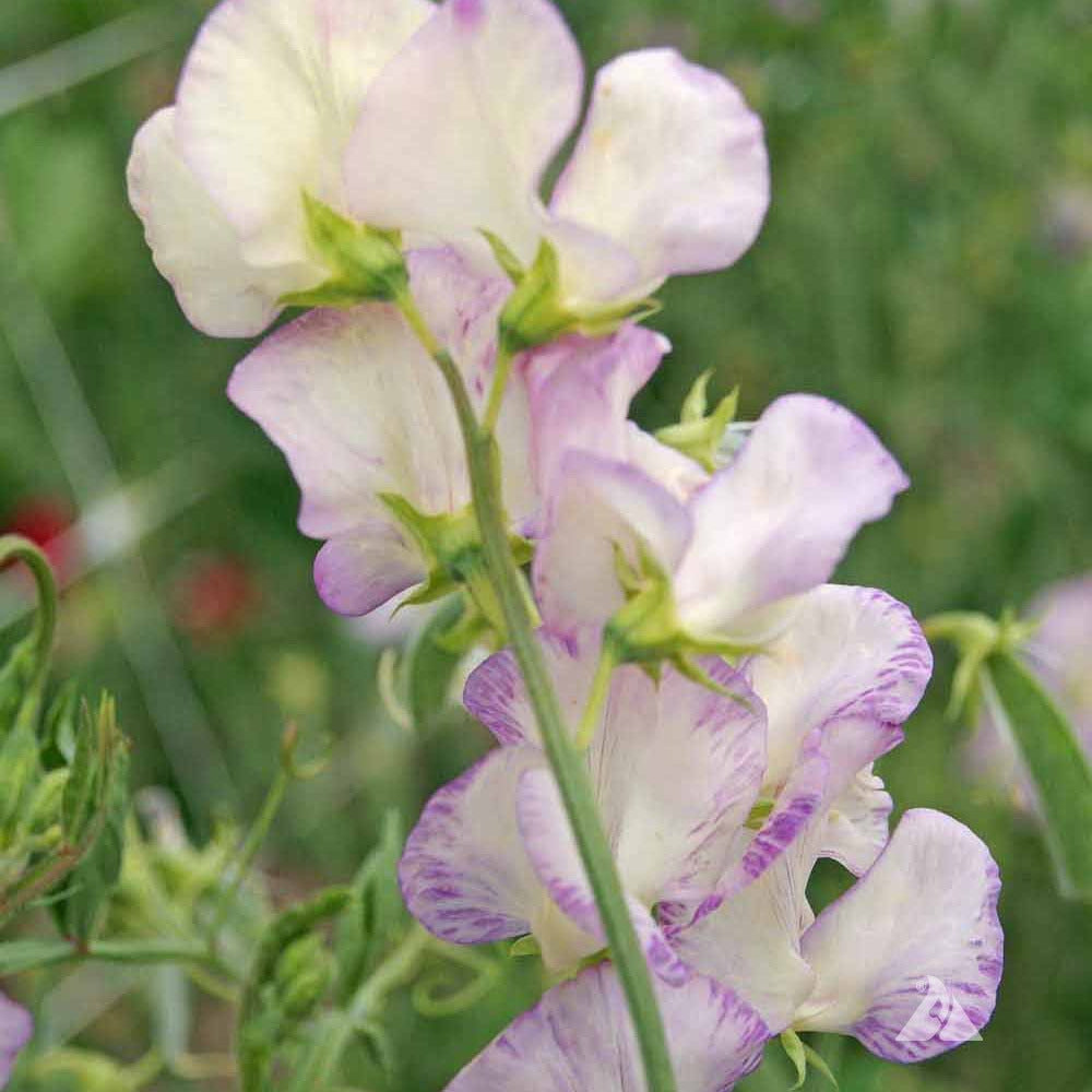 Flower Sweet Pea High Scent 50 Non-GMO, Heirloom Seeds – David's Garden ...