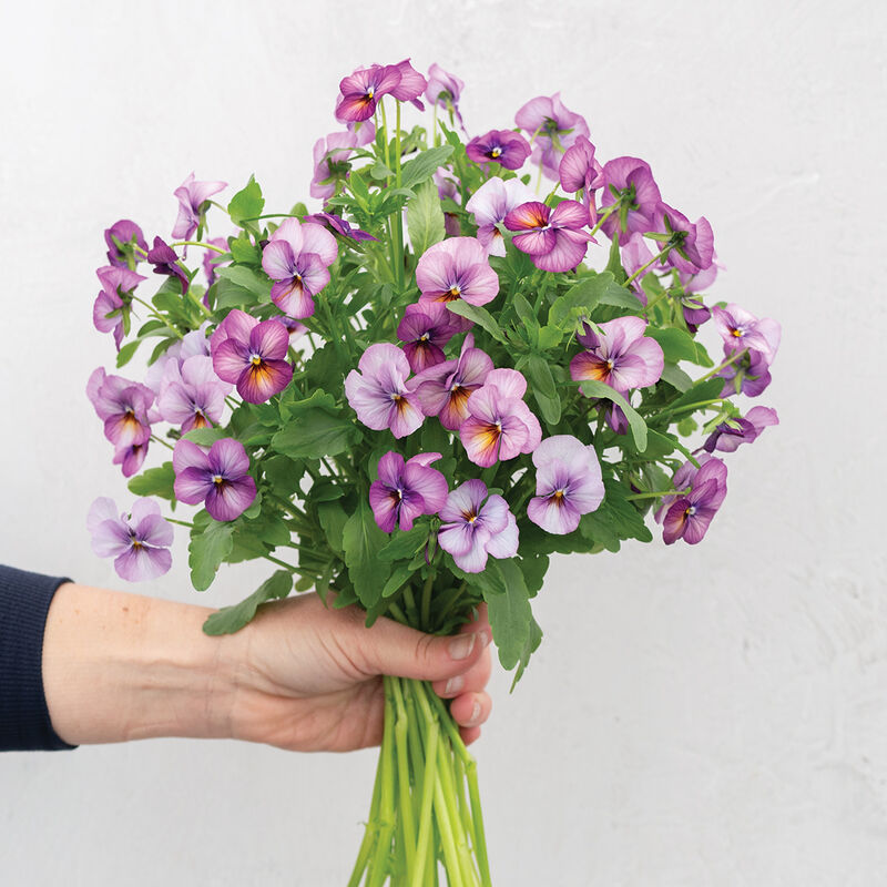Flower Viola Floral Power Plum Antique 50 Non-GMO, Hybrid Seeds – David ...