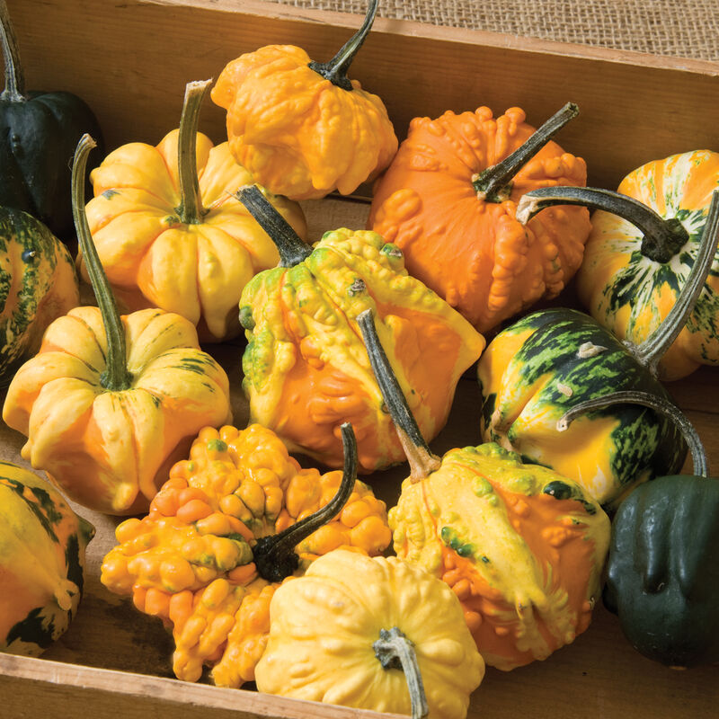 Gourd Daisy Small Fruited 25 Non-GMO, Open Pollinated Seeds – David's ...