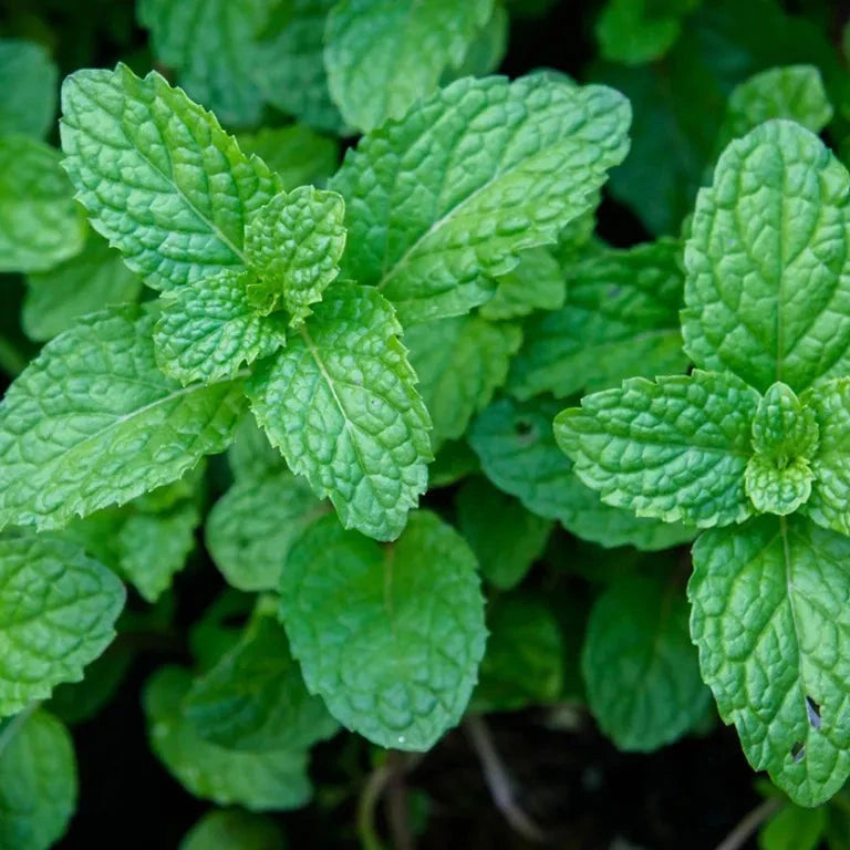 Herb Mint Peppermint 200 Non-GMO, Heirloom Seeds – David's Garden Seeds®