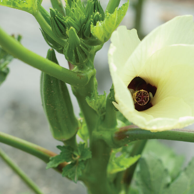 Okra Clemson Spineless Perfection 4 Sizes Available – David's Garden Seeds®
