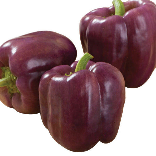 Pepper Bell Islander 10 Non-GMO, Hybrid Seeds – David's Garden Seeds®