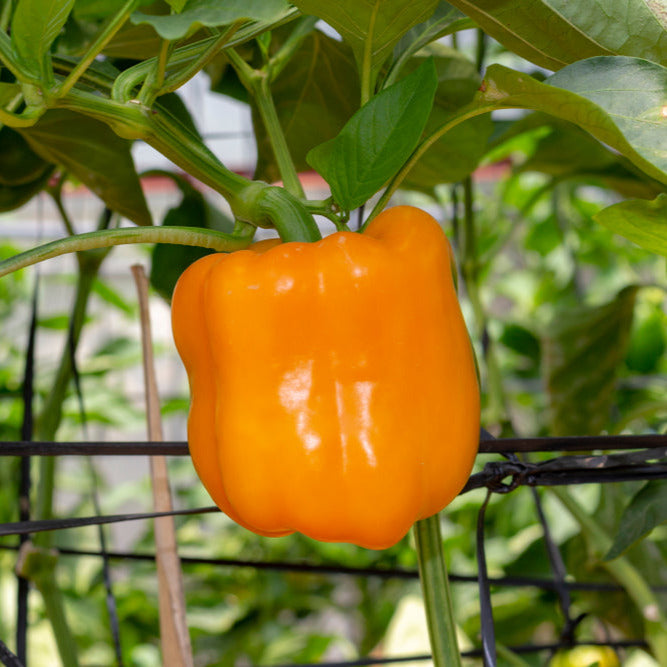 Pepper Bell Muscato 25 Non-GMO, Hybrid Seeds – David's Garden Seeds®