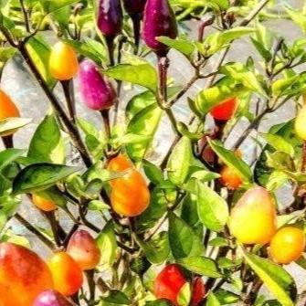 Pepper Chili Fire Cracker 25 Non-GMO, Heirloom Seeds – David's Garden ...