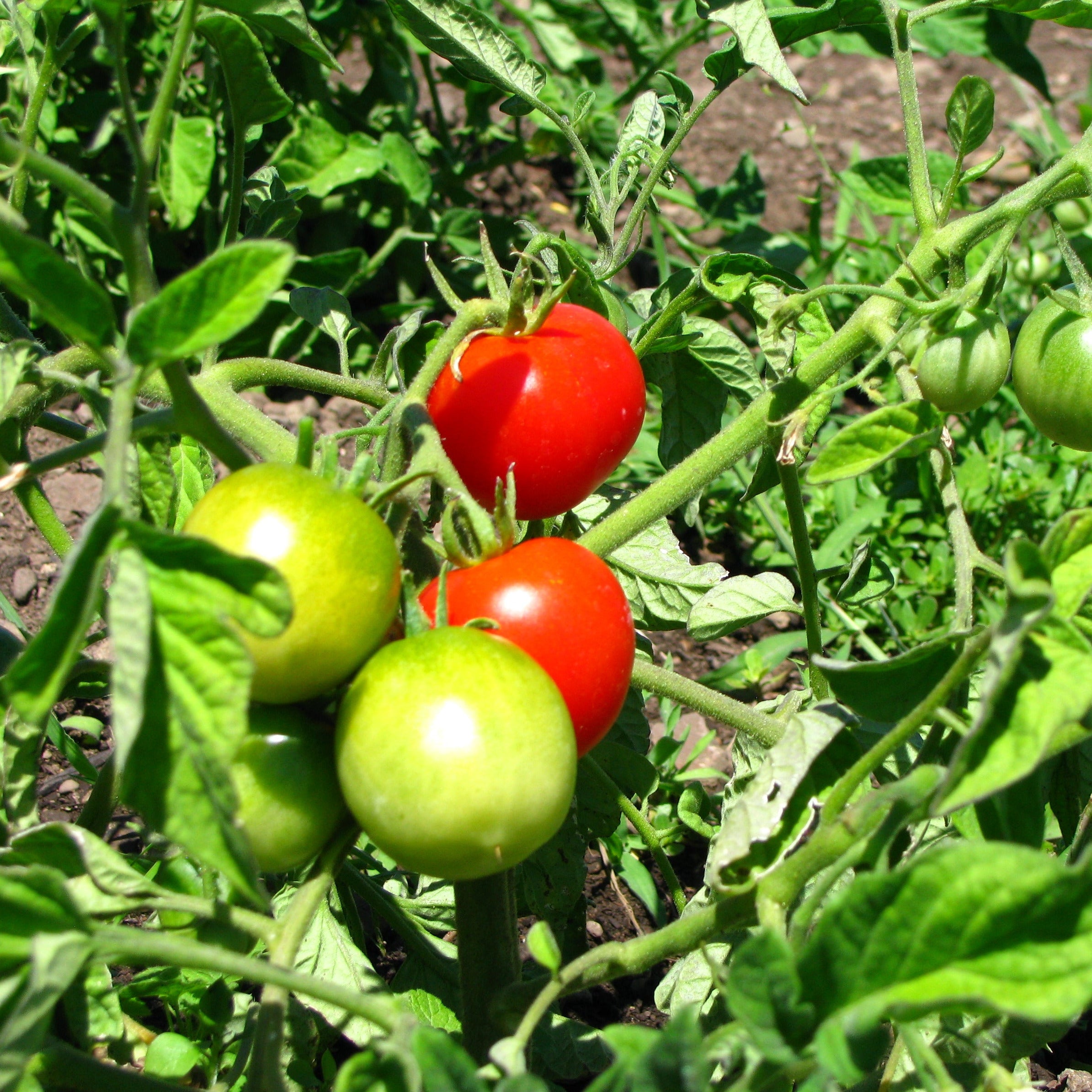Tomato Slicing Determinate Oregon Spring 25 Non-GMO, Heirloom Seeds ...