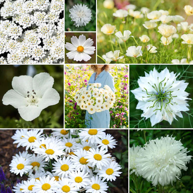 Wildflower Cloud 9 White Mix 200 Non-GMO, Heirloom Seeds – David's ...