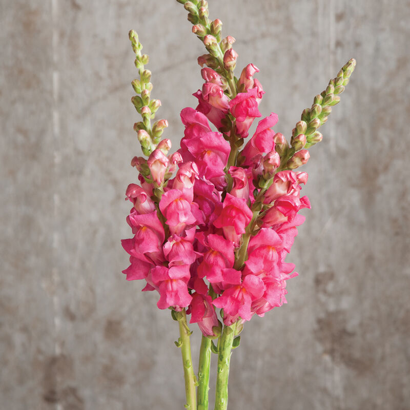 Flower Snapdragon Potomac Cherry Rose 50 Non-GMO, Hybrid Seeds – David ...