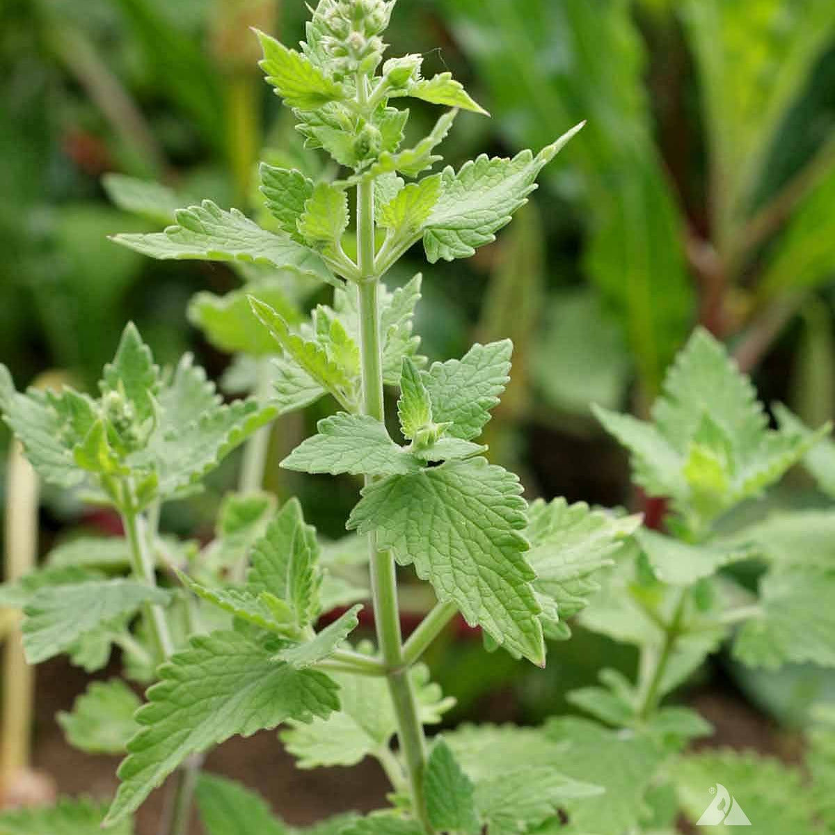 Herb Catnip 4 Non-GMO & Heirloom Seed Sizes Available – David's Garden ...