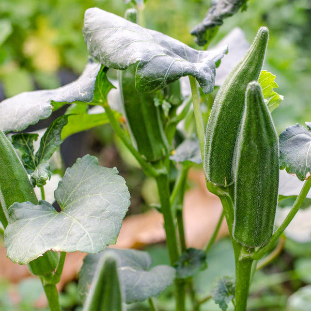 Okra Emerald Green Velvet 100 Non-GMO, Heirloom Seeds – David's Garden ...