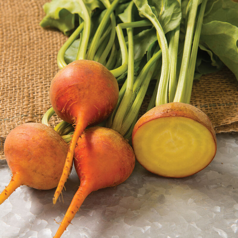 Pelleted Seed Beet Boldor 4 Non-GMO, Hybrid Seed Sizes Available ...