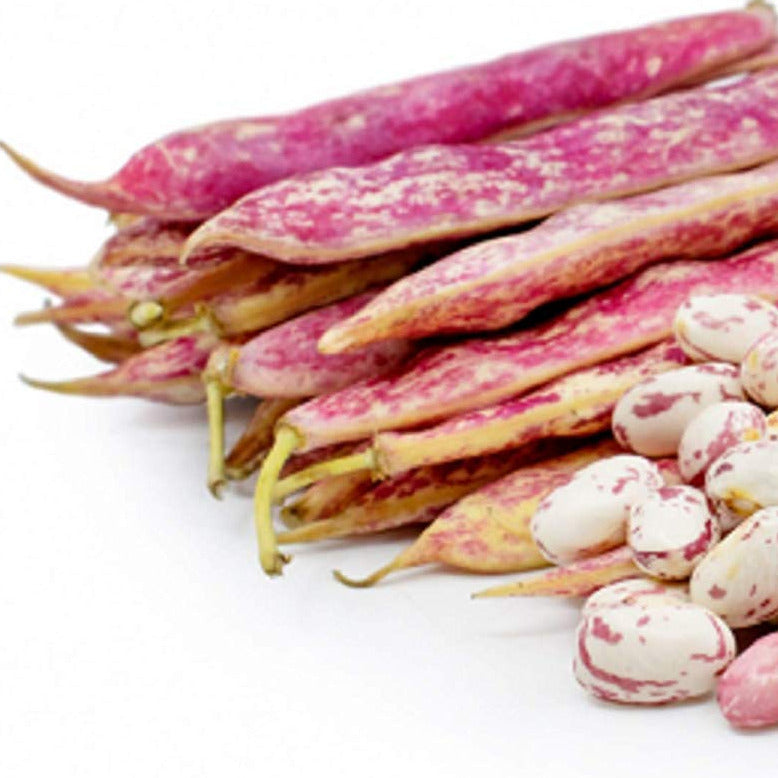 Bean Dry Dwarf Taylor Horticultural Bean 100 Non-GMO, Heirloom Seeds ...