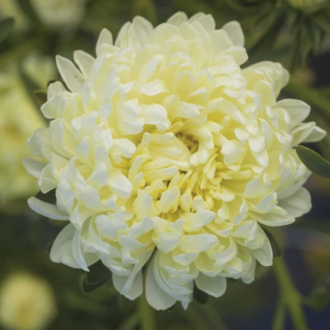 Flower Aster Tower Yellow 50 Non-GMO, Heirloom Seeds – David's Garden ...
