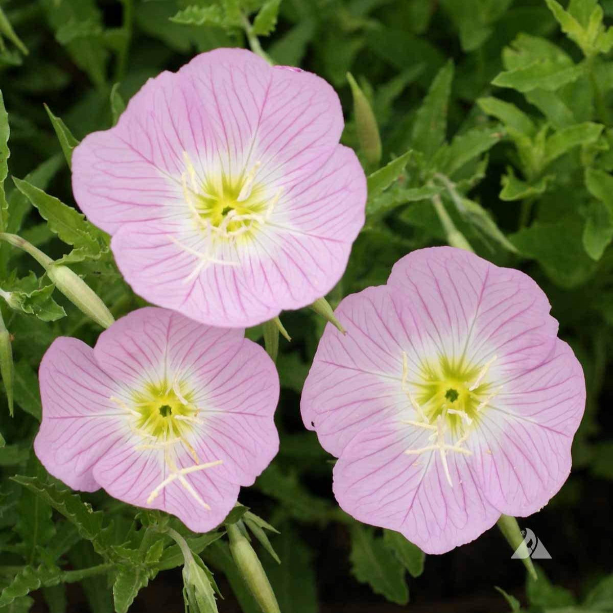 Flower Native American Primrose Showy 200 Non-GMO, Heirloom Seeds ...