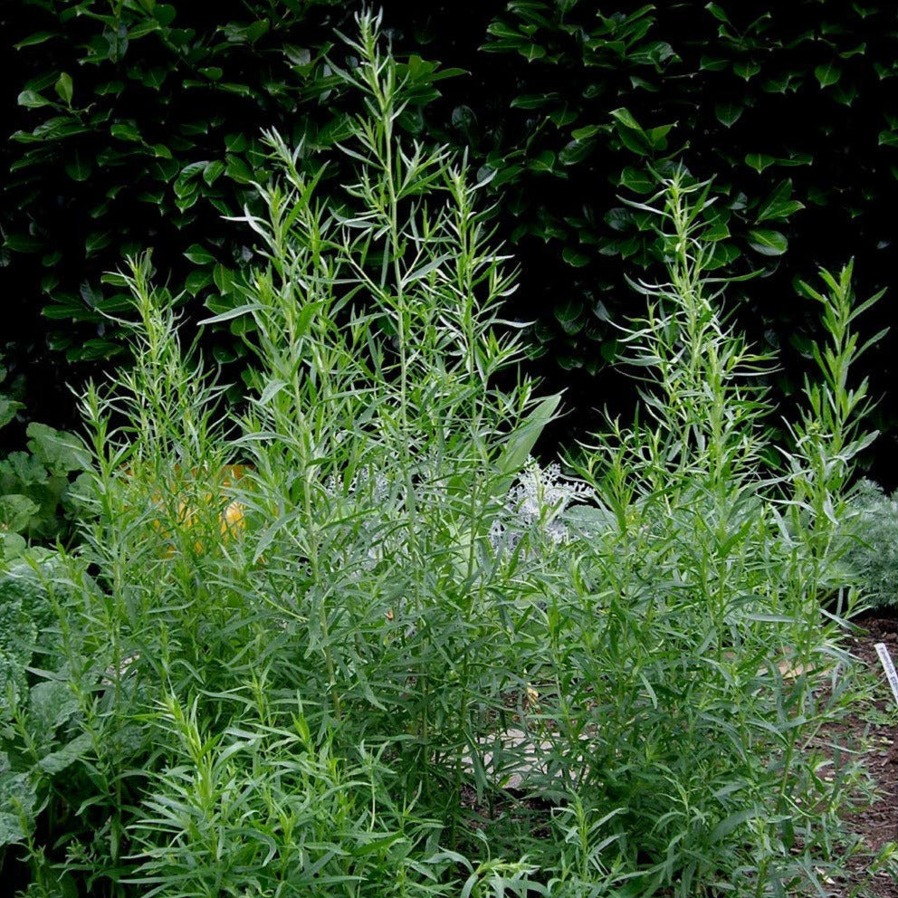 Herb Tarragon Russian 200 Non-GMO, Heirloom Seeds – David's Garden Seeds®